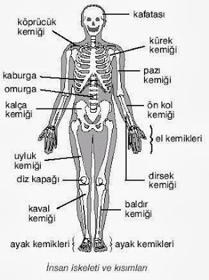Püf Noktası: İskeletin Yapısı İnsan Vücudundaki Kemikler